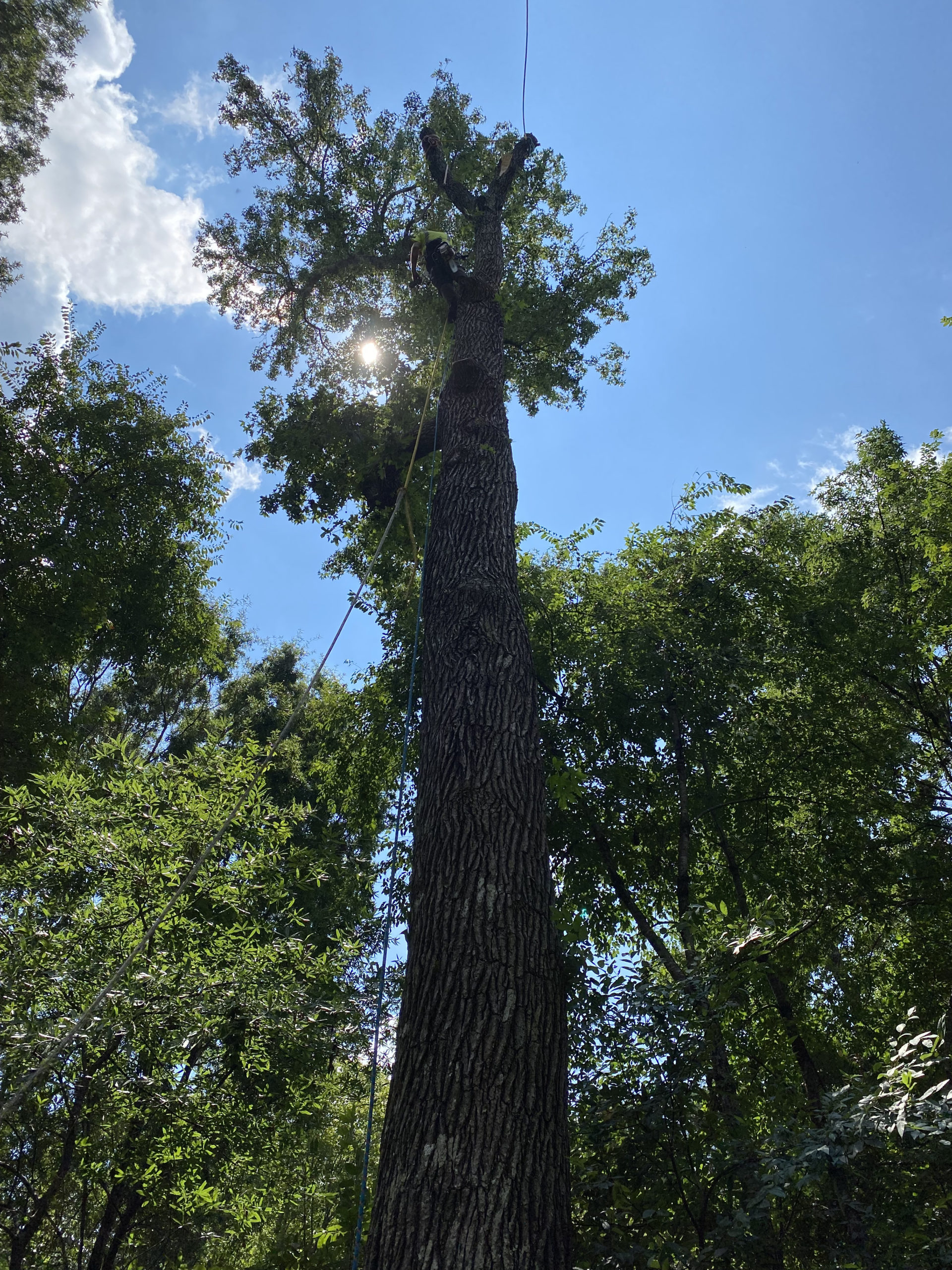 Tree Service - Lawns on Providence